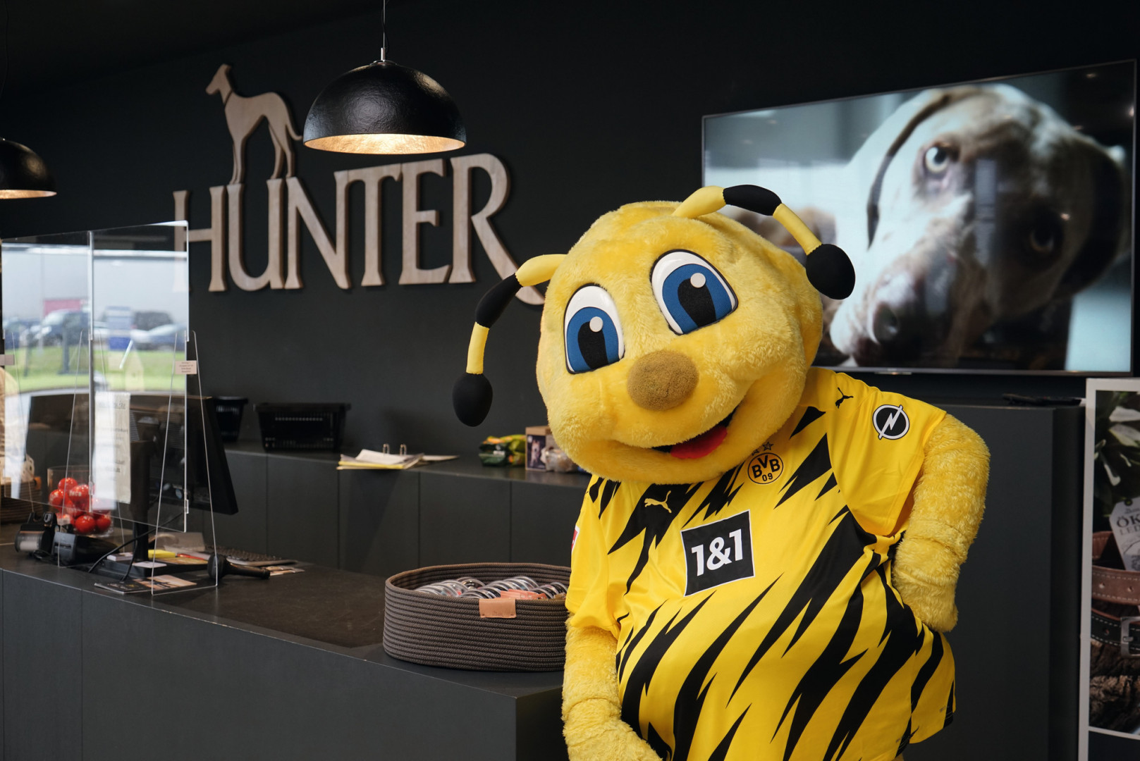 BVB und Hunter starten Kooperation - pet-online