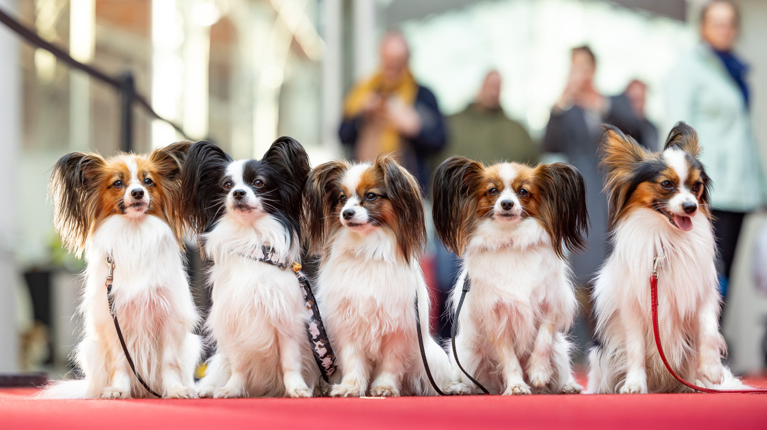 Hunde-Open-Air in Österreich - pet-online