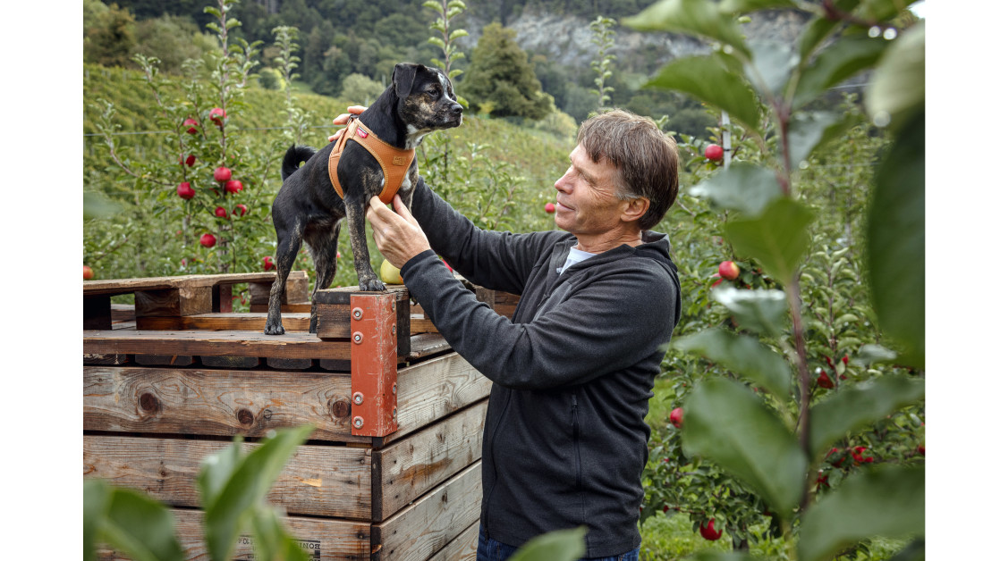 High-performance Dog Harness aus Ap... - pet-online