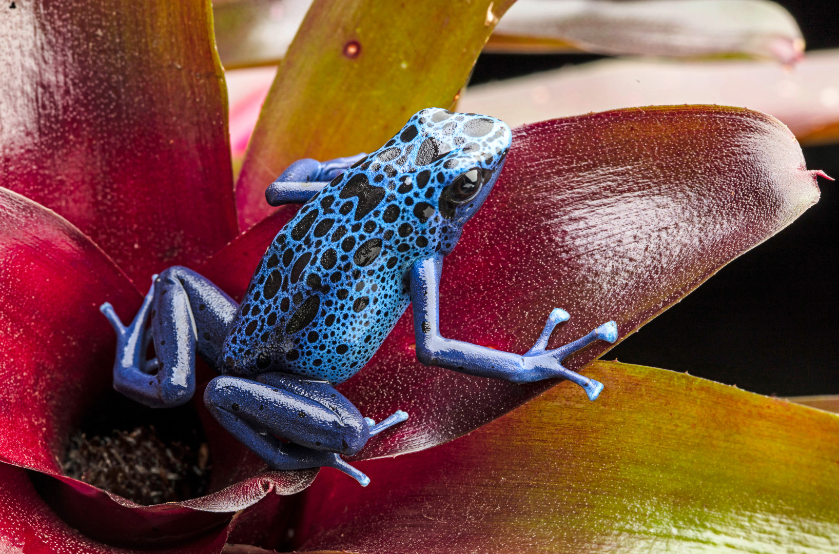 Pfeilgiftfrosch wird Heimtier des J... - pet-online