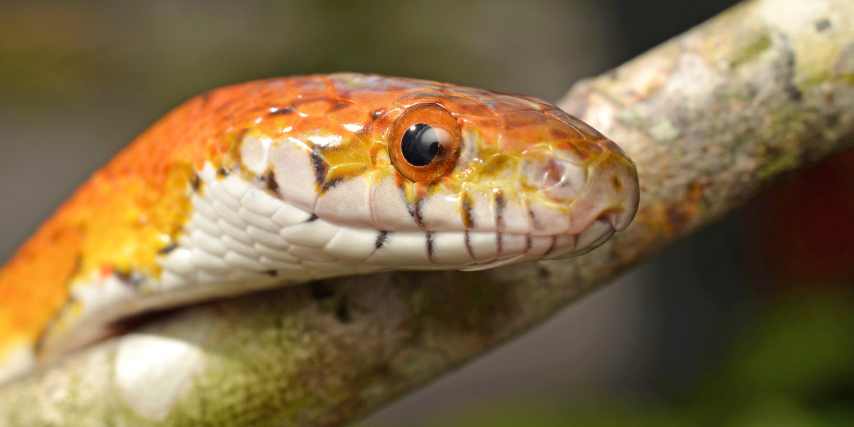 „Das ist reiner Populismus“ - pet-online