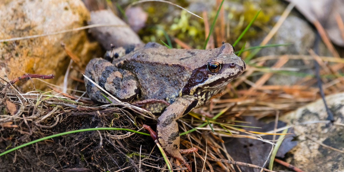 Amphibien leiden unter warmen Winte... - pet-online