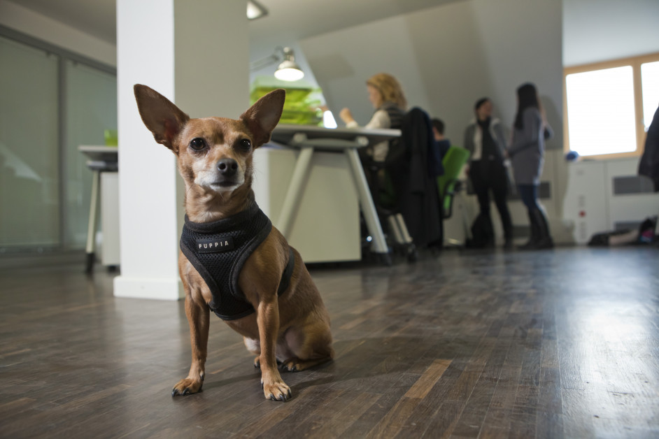 Zooplus bester Onlineshop - pet-online