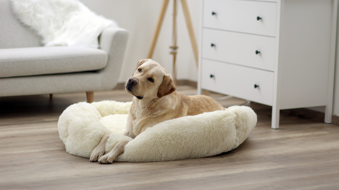 Kerbl-Heimtierzubehör in neuem Gewa... - pet-online